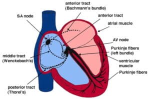 Understanding Atrioventricular Blocks - ACLS.com
